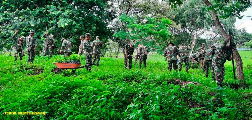 Ejército reforesta con 10 mil plantas cuatro municipios de Masaya ...