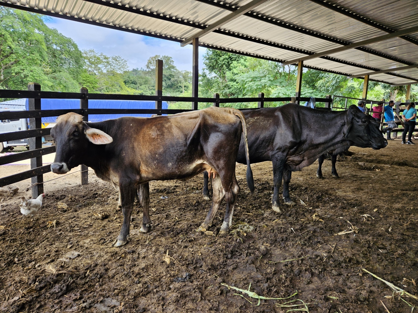 INTA presenta técnicas de inseminación artificial bovina en Jinotega