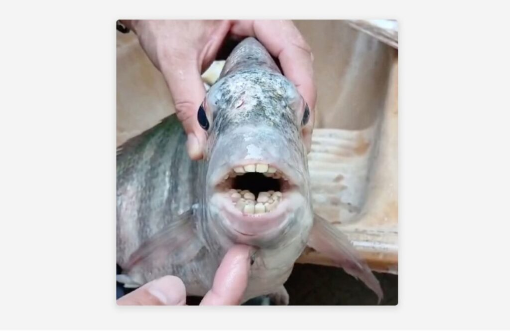 Capturan un pez con ‘dientes humanos’ y la imagen se viraliza en Brasil