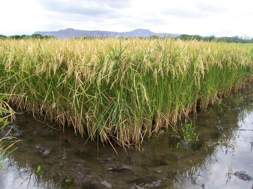 Siembra de arroz de riego alcanza las 35,396 manzanas en Nicaragua