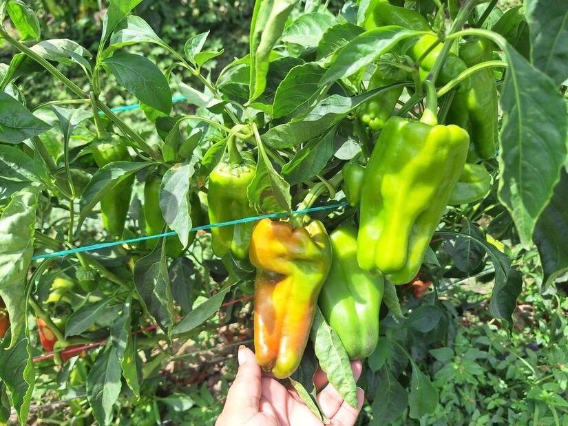 Producción de chiltoma superará los 30 mil quintales en abril