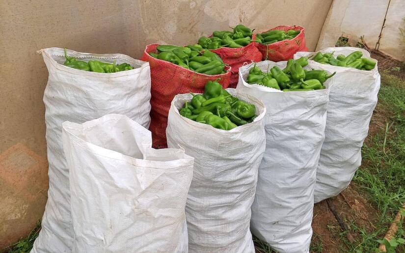 Producción de chiltoma superará los 30 mil quintales en abril