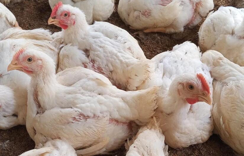 MAG registra una producción de 107 millones de libras de pollo en el ...