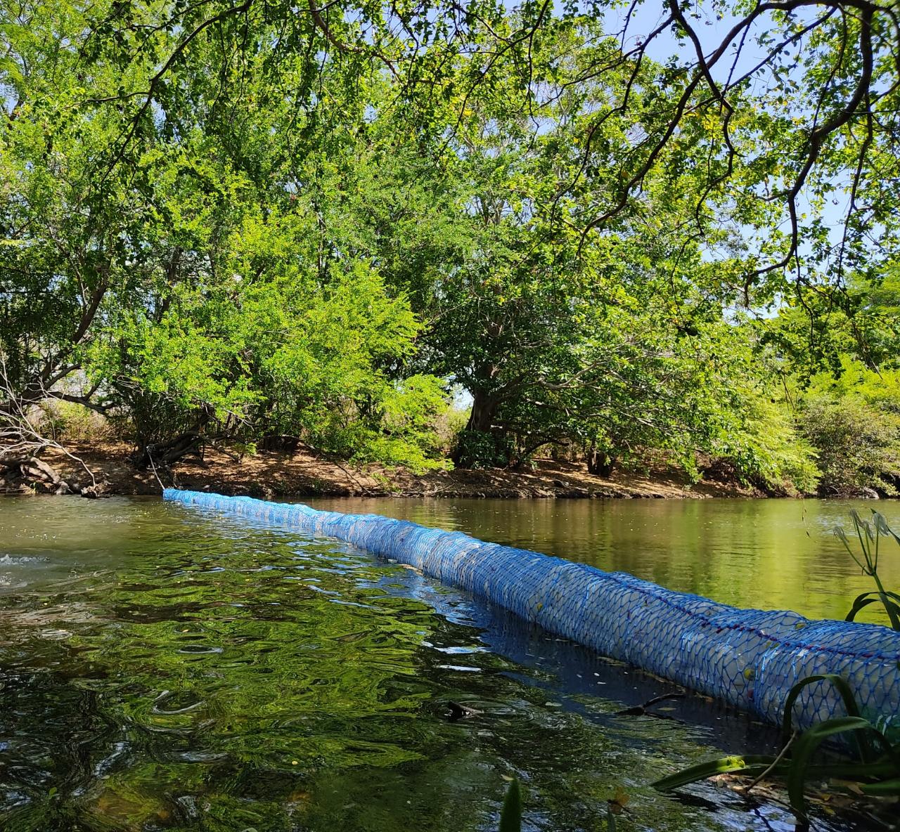 Empresa de energía solar contribuye en la reforestación del Río ...
