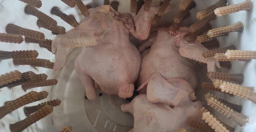 Se producen 284.7 millones libras de carne de pollo en Nicaragua