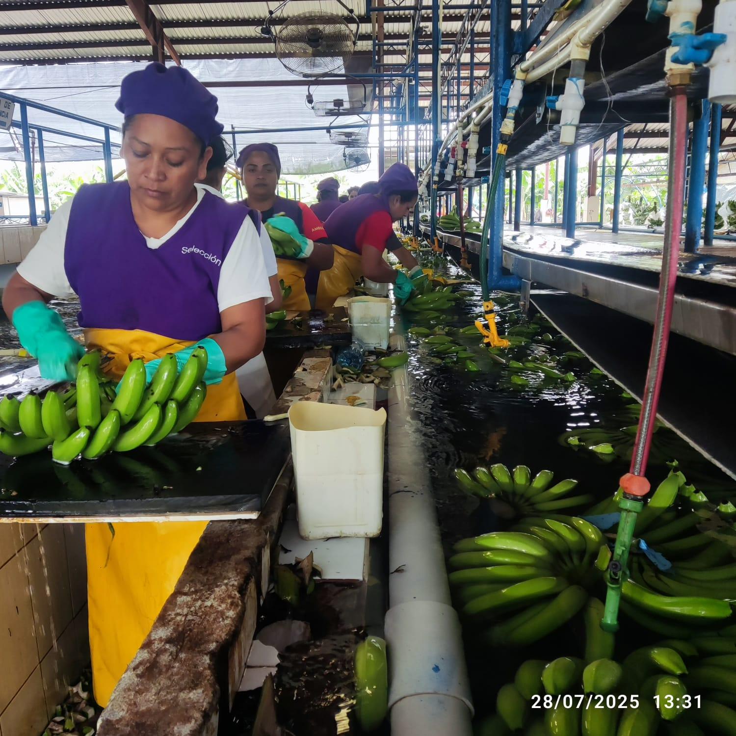 Se producen en Chinandega 3.4 millones de cajas de banano entre enero y ...